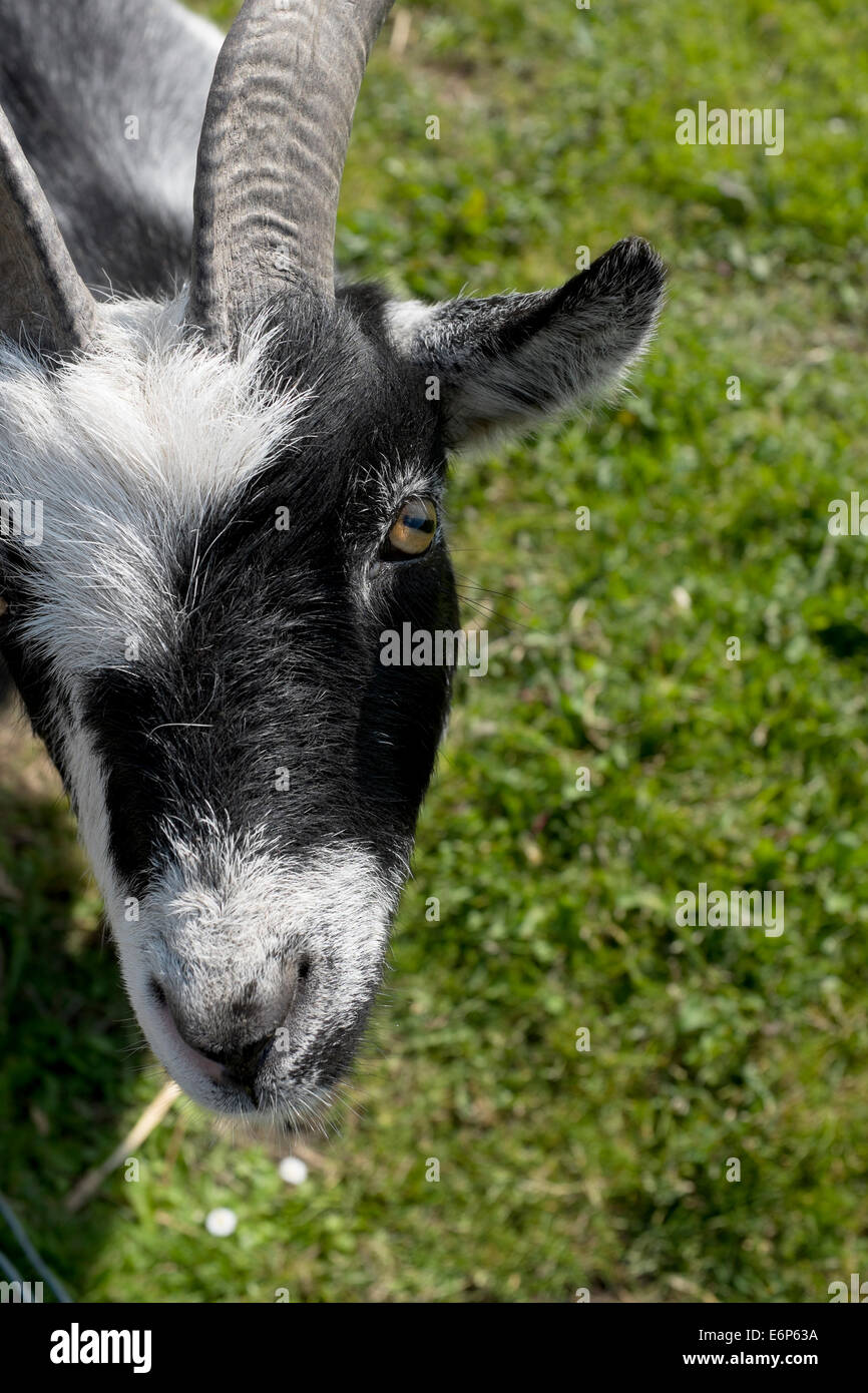 Goat face hi-res stock photography and images - Alamy
