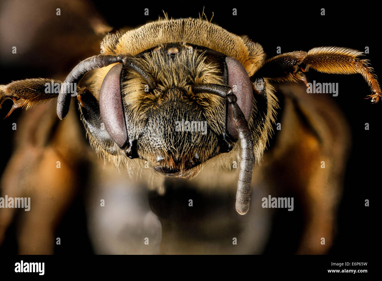 Binomial andrena alleghaniensis hi-res stock photography and images - Alamy