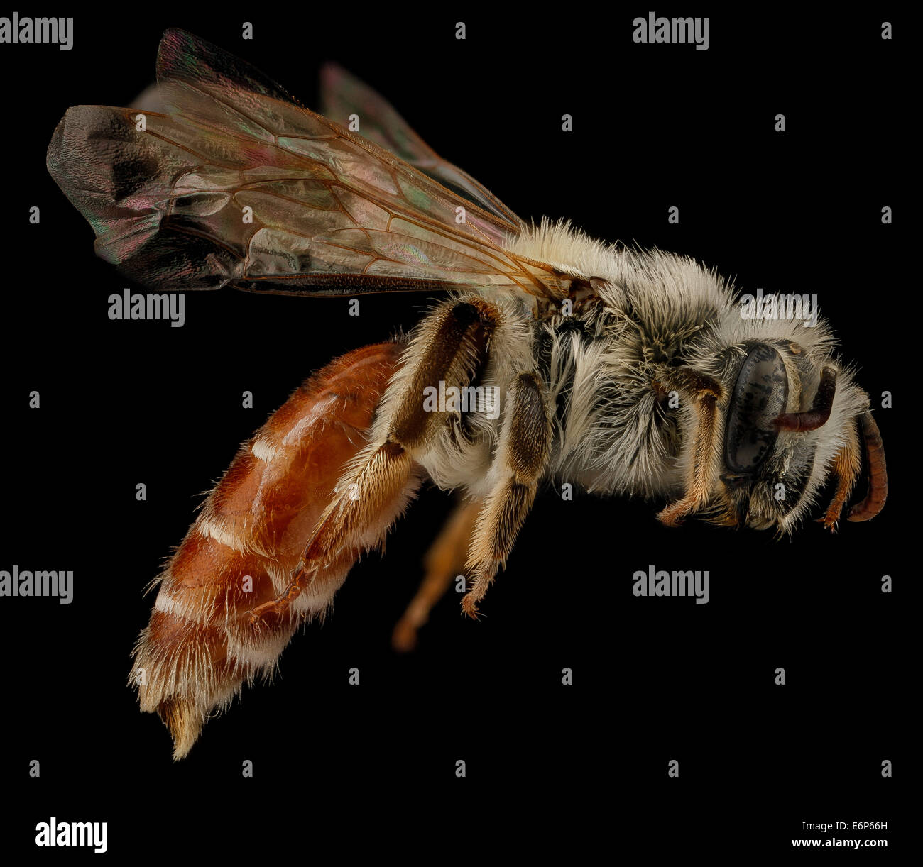 The Andrena andrenoides, a mining bee species, is photographed in South ...