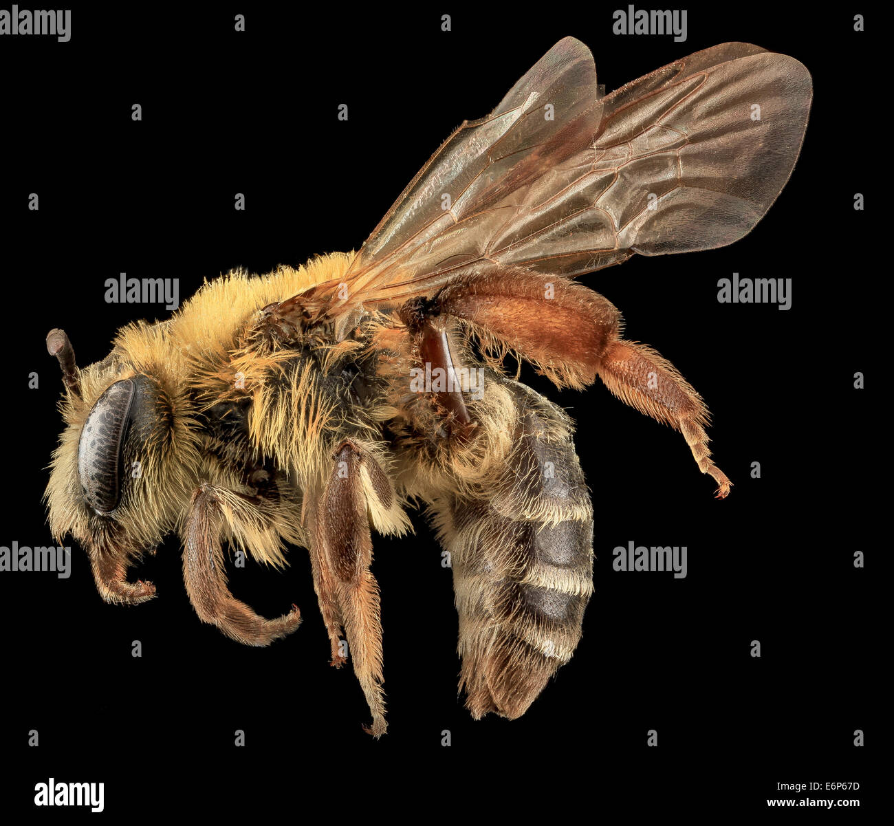 Andrena asteroides hi-res stock photography and images - Alamy