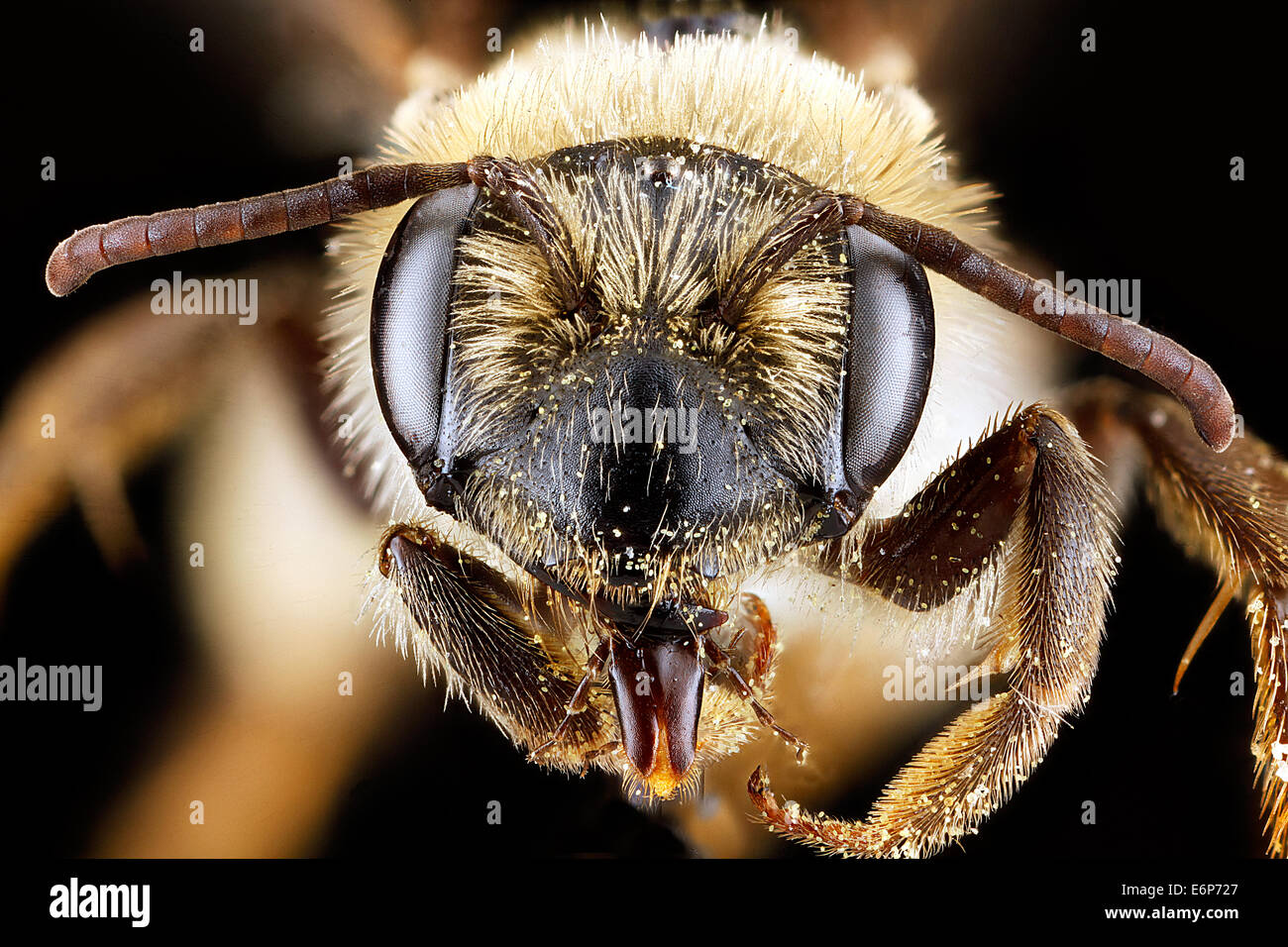 Andrena banksi, a female mining bee, was captured covered in pollen ...
