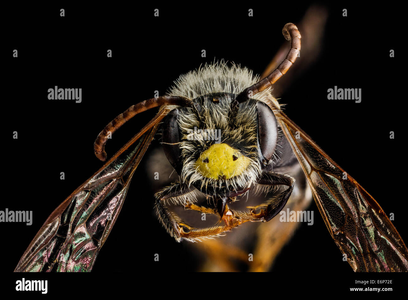 Andrena banksi, male, face 2012-08-06-1647 8000347913 o Andrena banksi ...