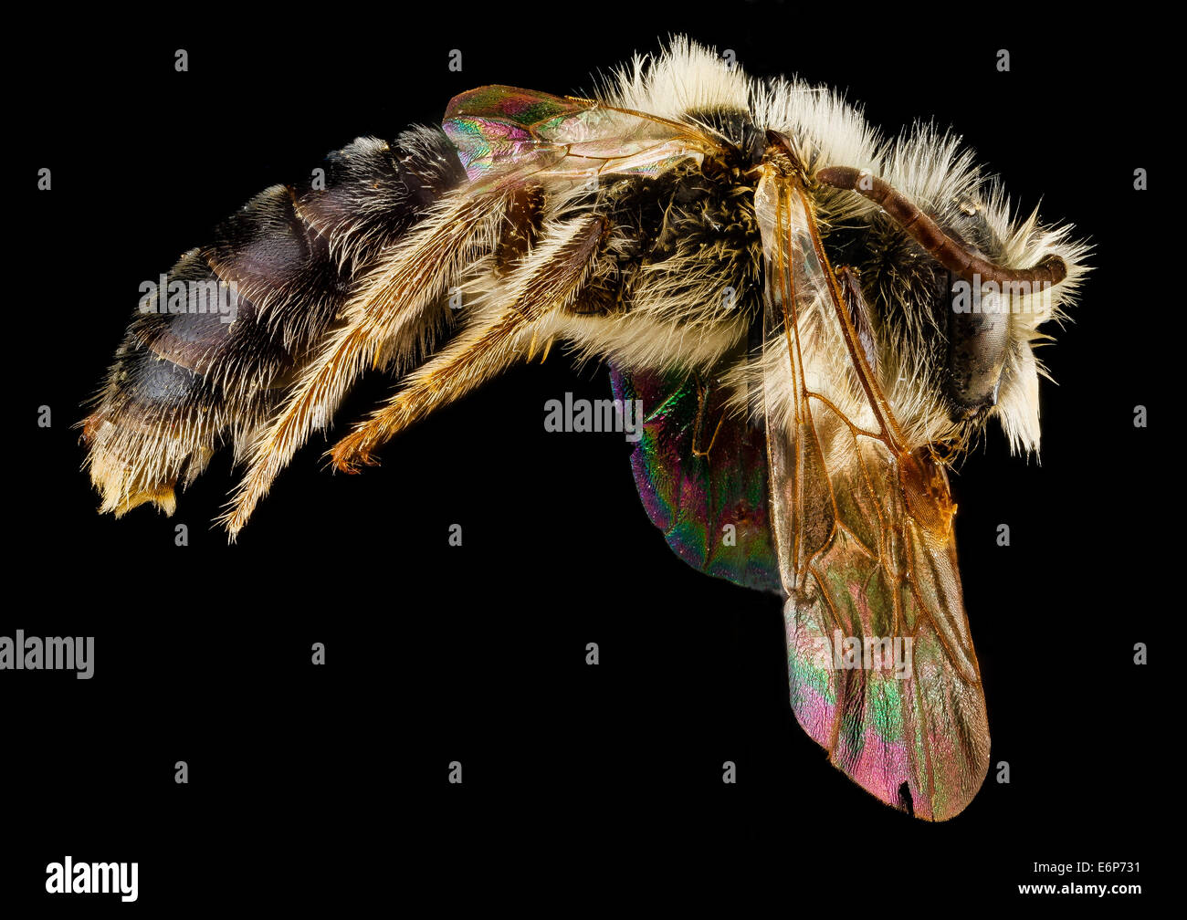 This photo captures a male Andrena barbara bee from the Andrenidae ...