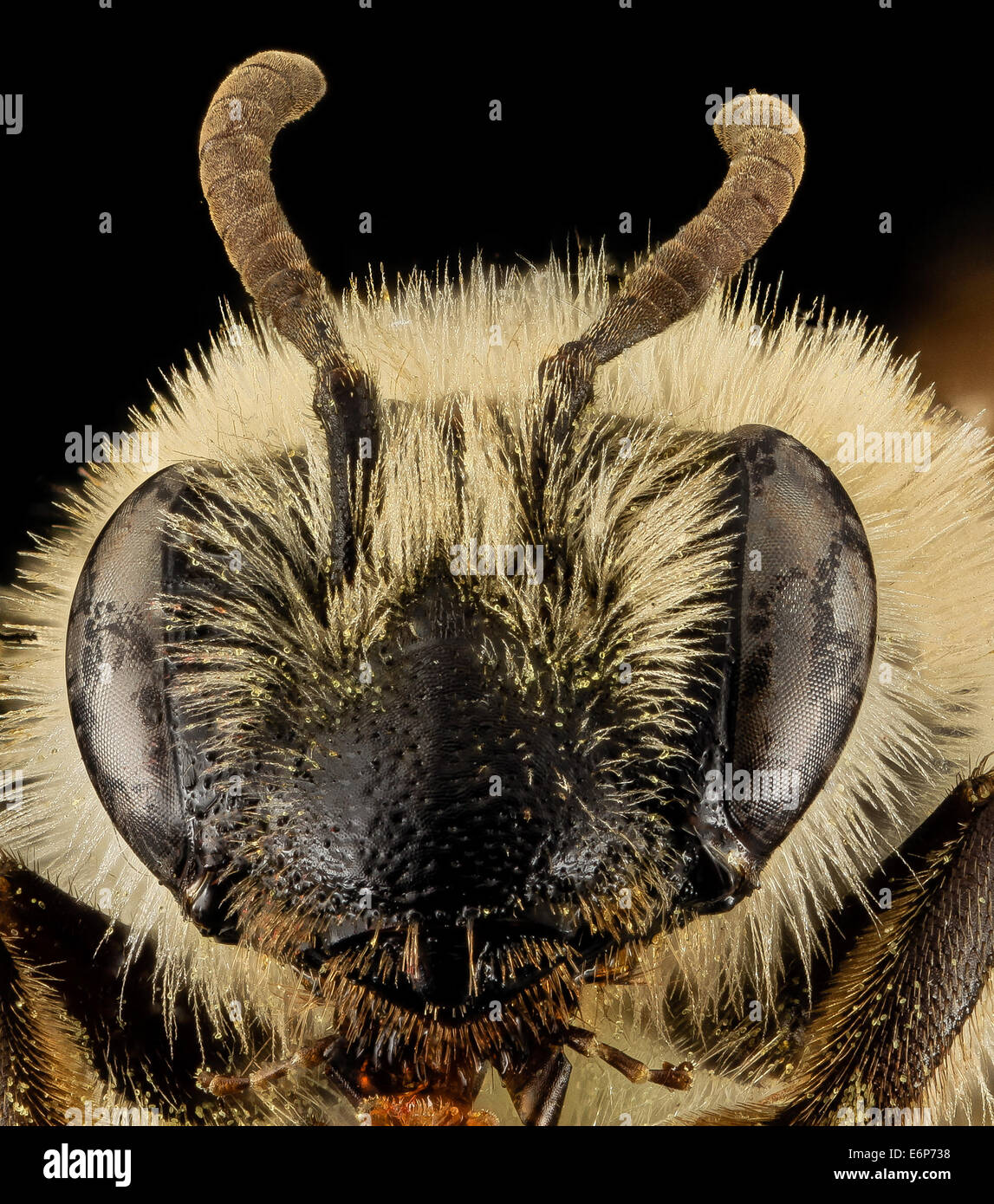 This image features a rare Andrena barbilabis bee species from Maryland ...