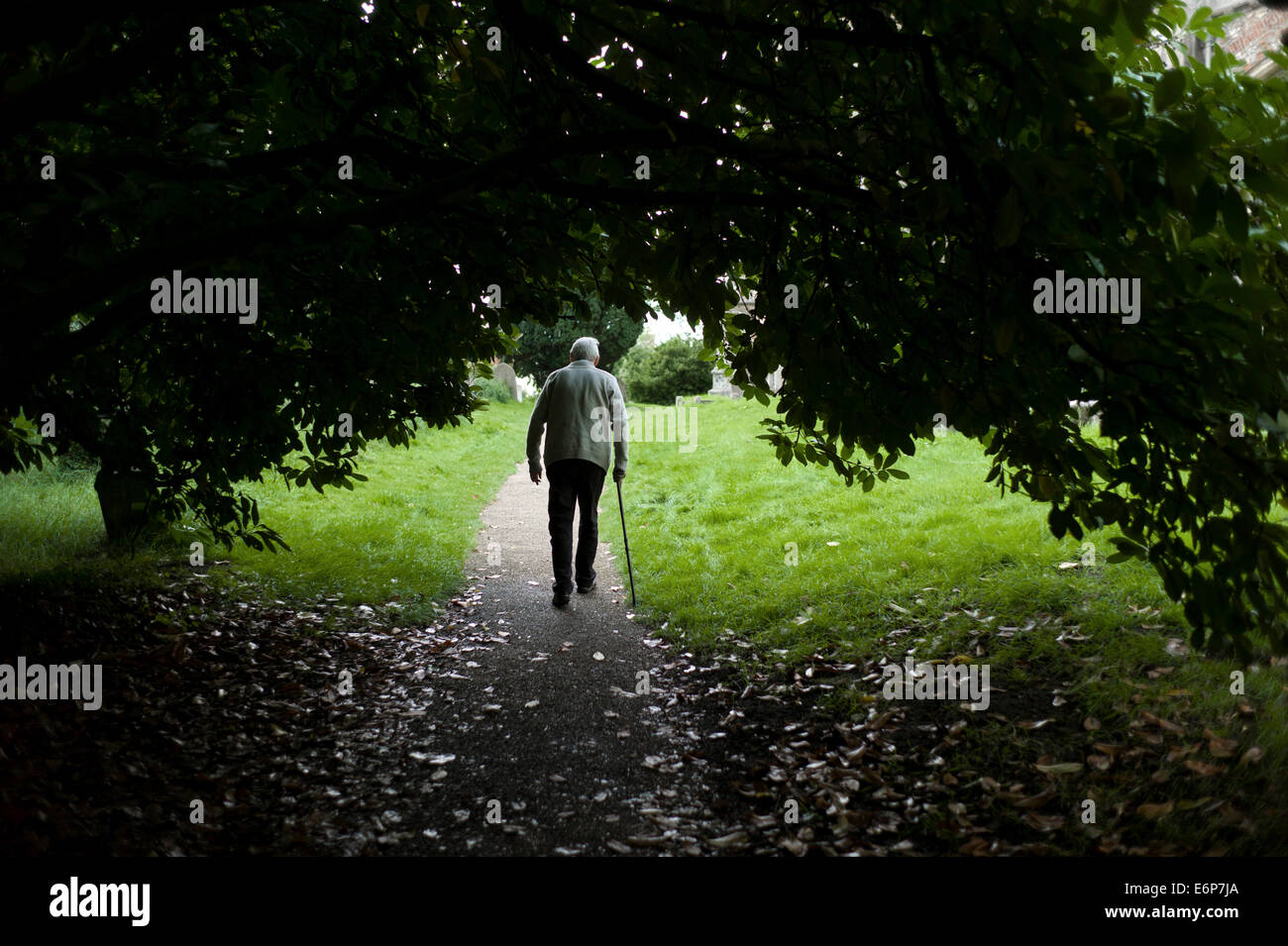 Thaxted Essex England UK. August 2014. Elderly Man walking alone Stock ...
