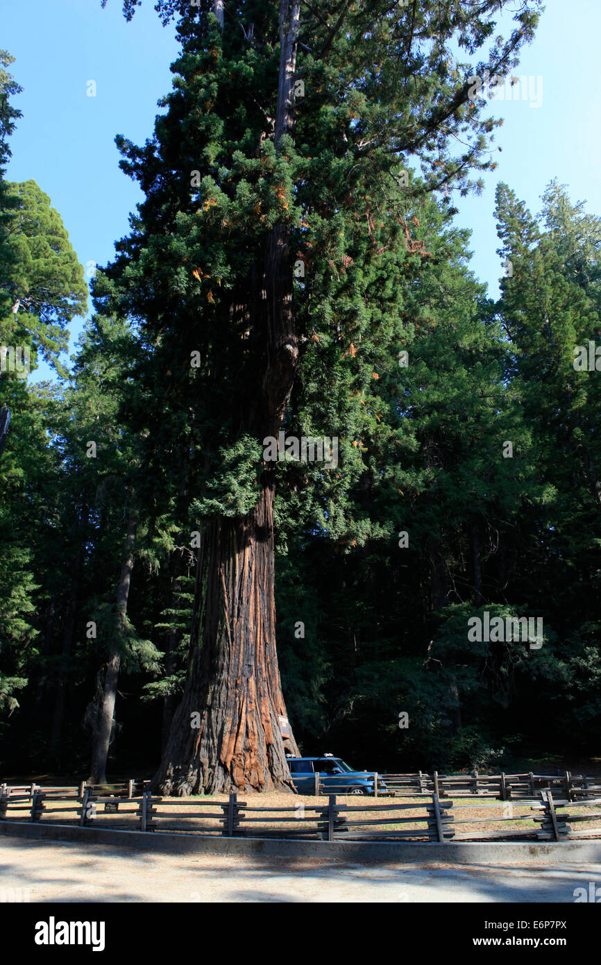 Coastal Redwood Tree Tattoo