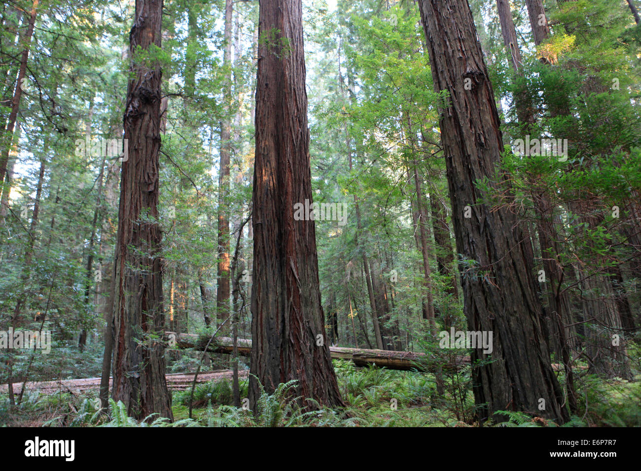 The Redwood trees in the Humboldt Redwoods State Park on the Avenue of ...