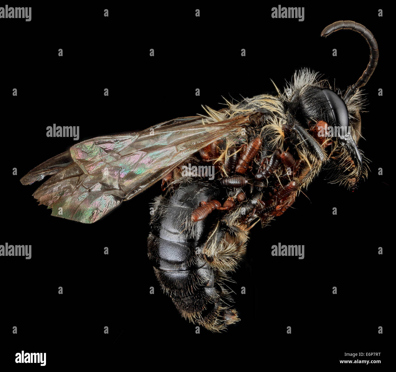 The male Andrena carlini bee shown here is partially covered with ...