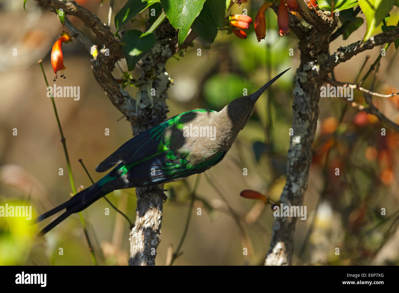 Nectarinia famosa hi-res stock photography and images - Alamy
