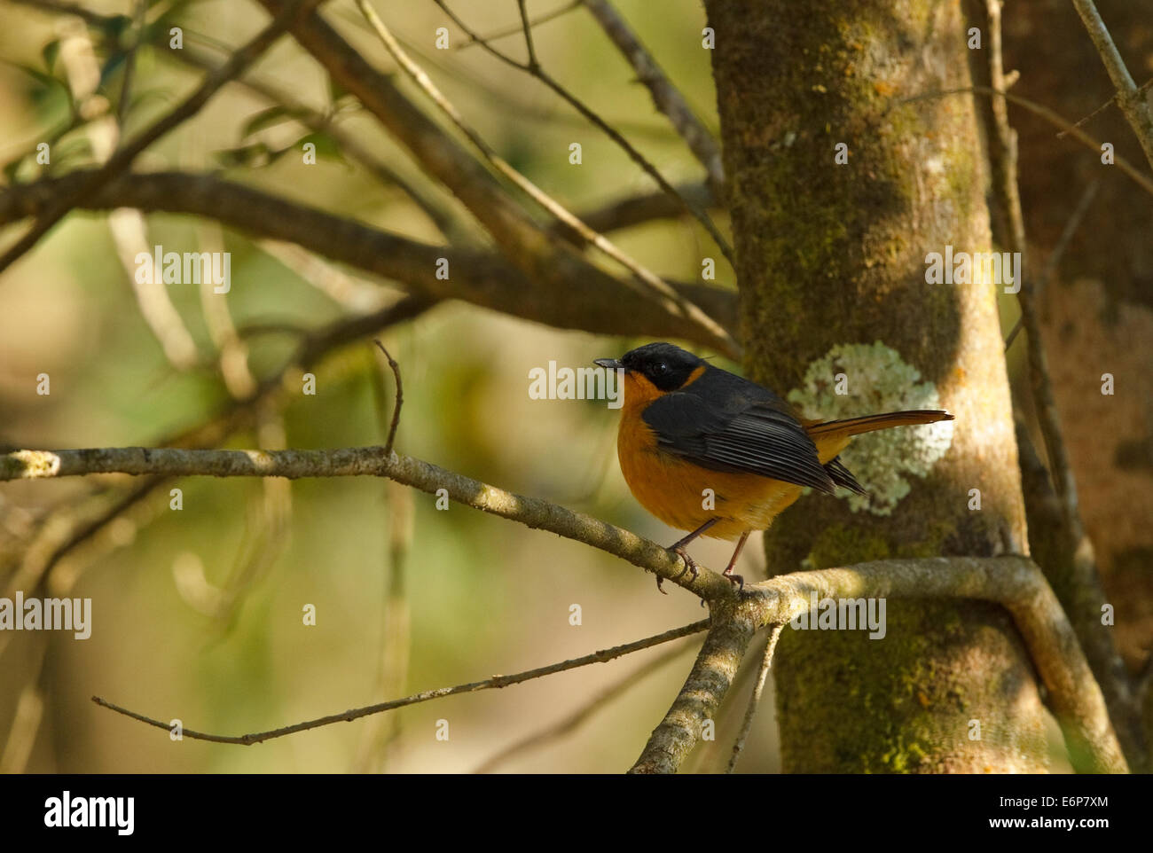 Chorister Robin-Chat (Cossypha dichroa Stock Photo - Alamy