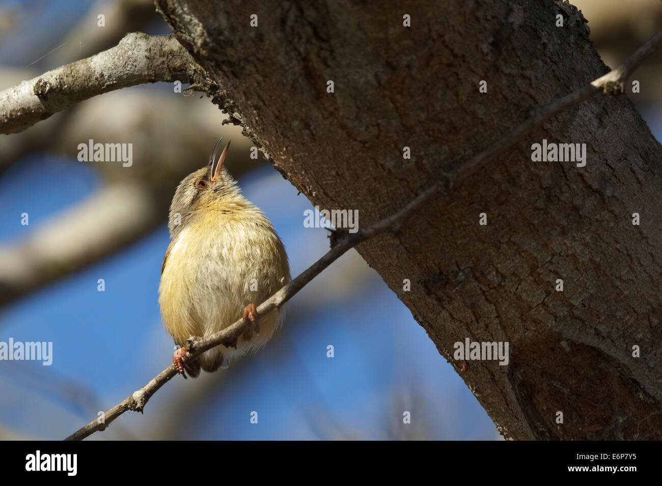 Long-billed Crombec (Sylvietta rufescens), Cape Crombec, Sylviidae ...
