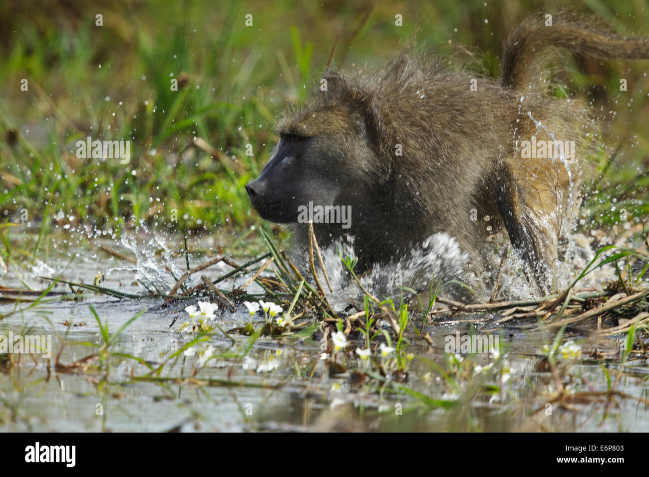 Chacma baboon (Papio ursinus), also known as the Cape baboon running in ...