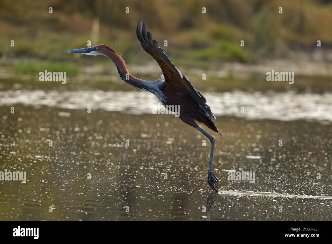 Goliath Heron (Ardea goliath), Ardeidae Stock Photo - Alamy