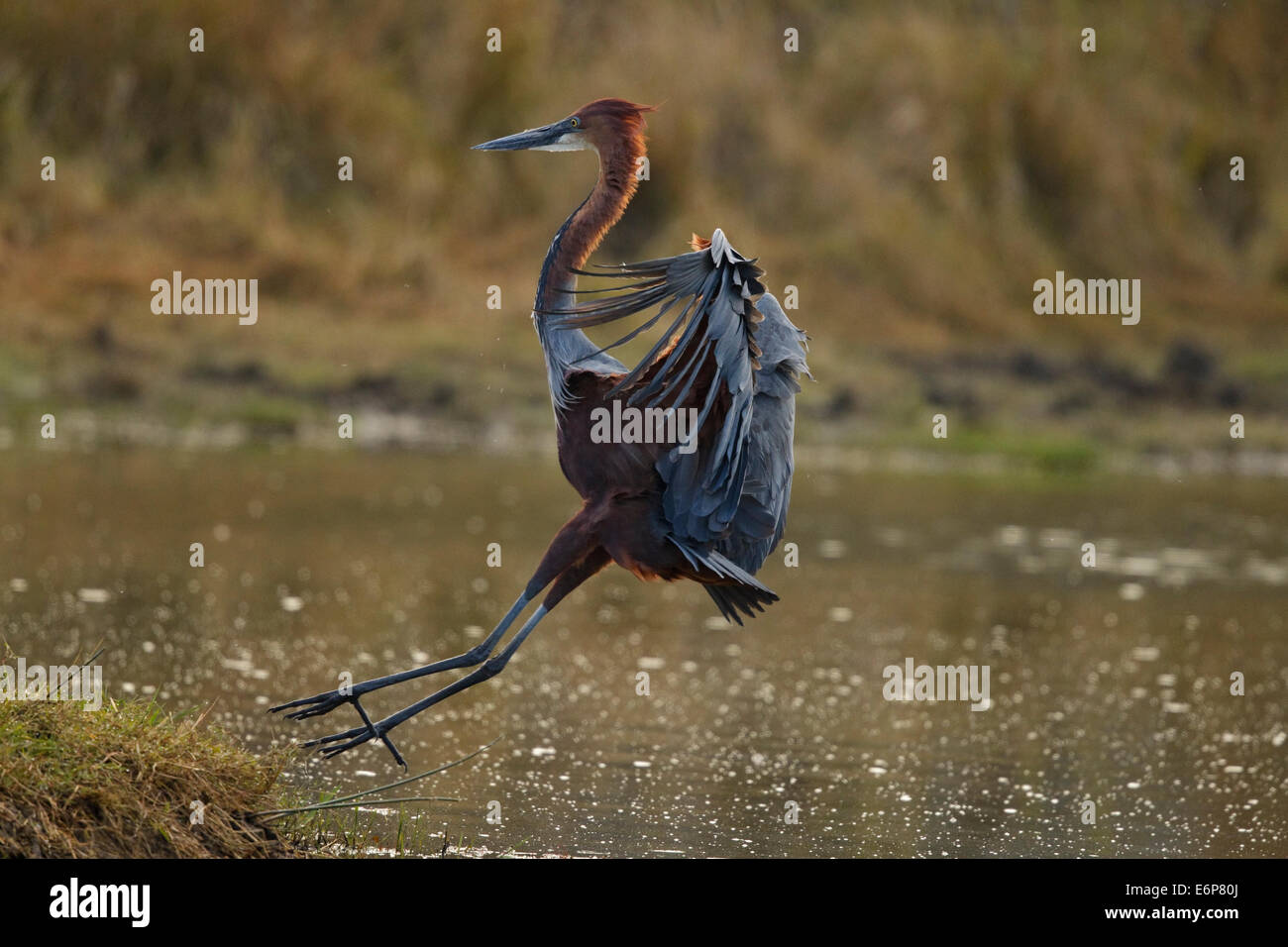 Goliath Heron (Ardea goliath), Ardeidae Stock Photo - Alamy
