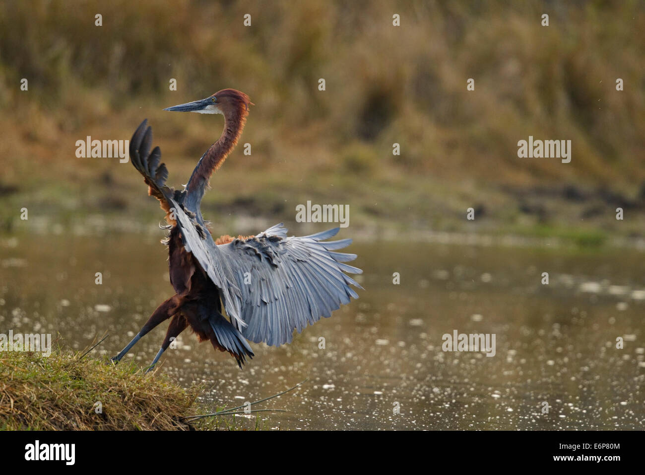 Goliath Heron (Ardea goliath), Ardeidae Stock Photo - Alamy