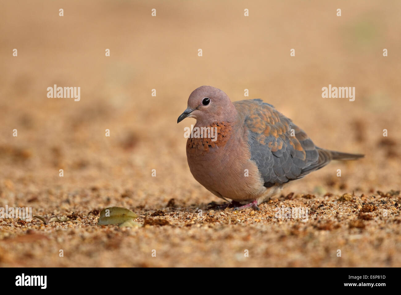 Laughing Dove (Streptophelia senegalensis ssp. senegalensis) on the ...