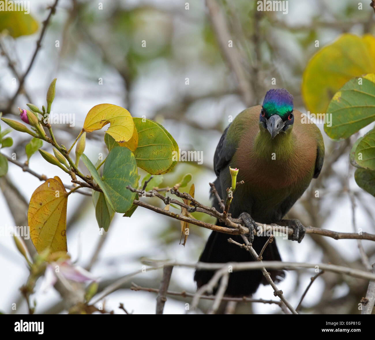Purple-crested Turaco (Gallirex porphyreolophus porphyreolophus ...