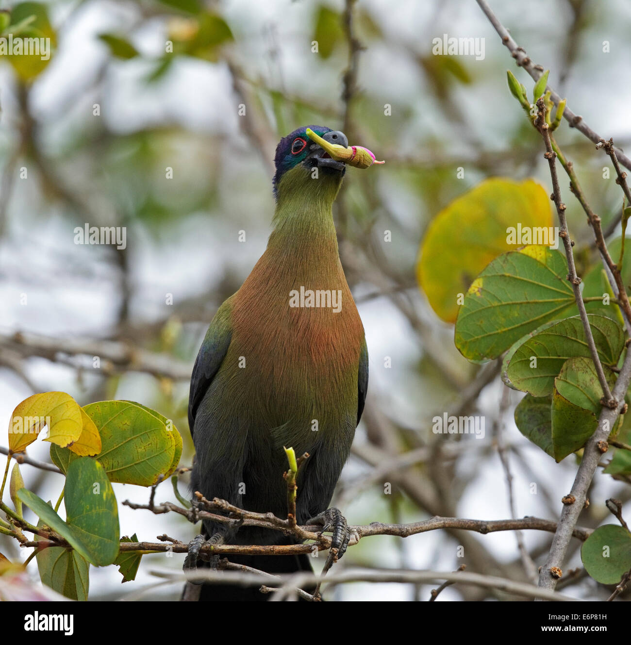 Purple-crested Turaco (Gallirex porphyreolophus porphyreolophus ...