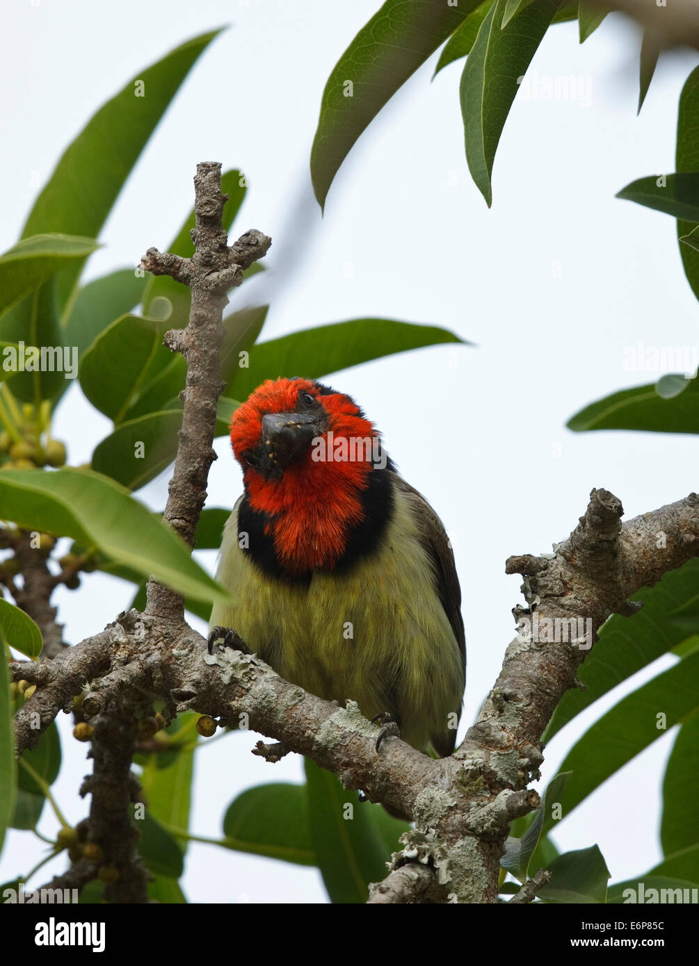 Black-collared Barbet, (Lybius torquatus ssp. torquatus) perched in a ...