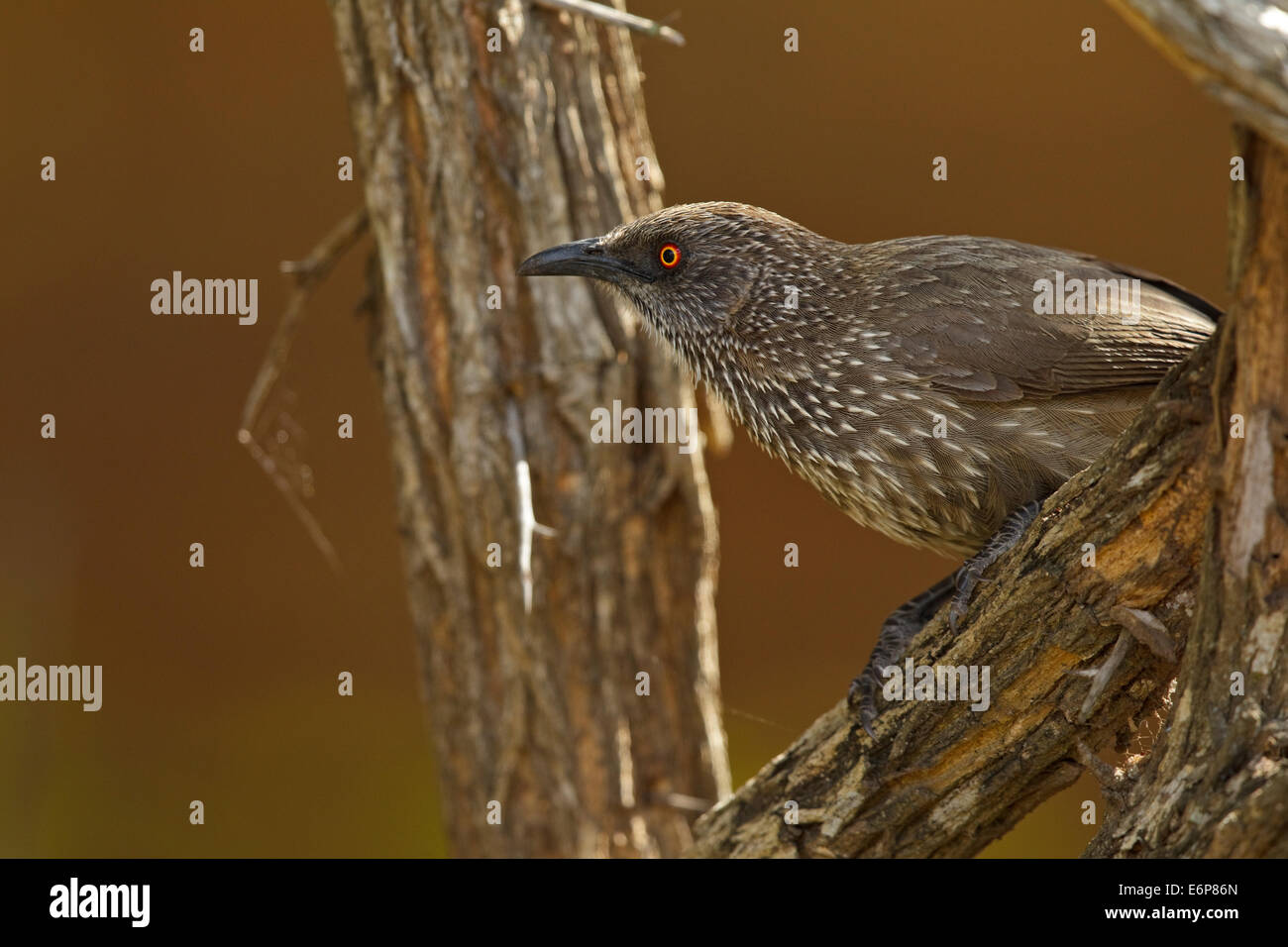 Timaliidae hi-res stock photography and images - Alamy