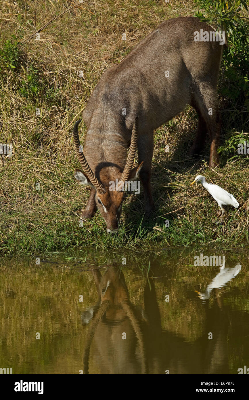 Ellipsen Waterbuck (Kobus ellipsiprymnus ssp. ellipsiprymnus), Common ...