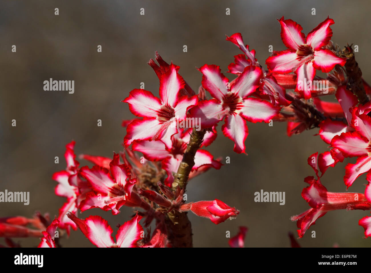 Flowering Impala Lily (Adenium multilorum Stock Photo - Alamy