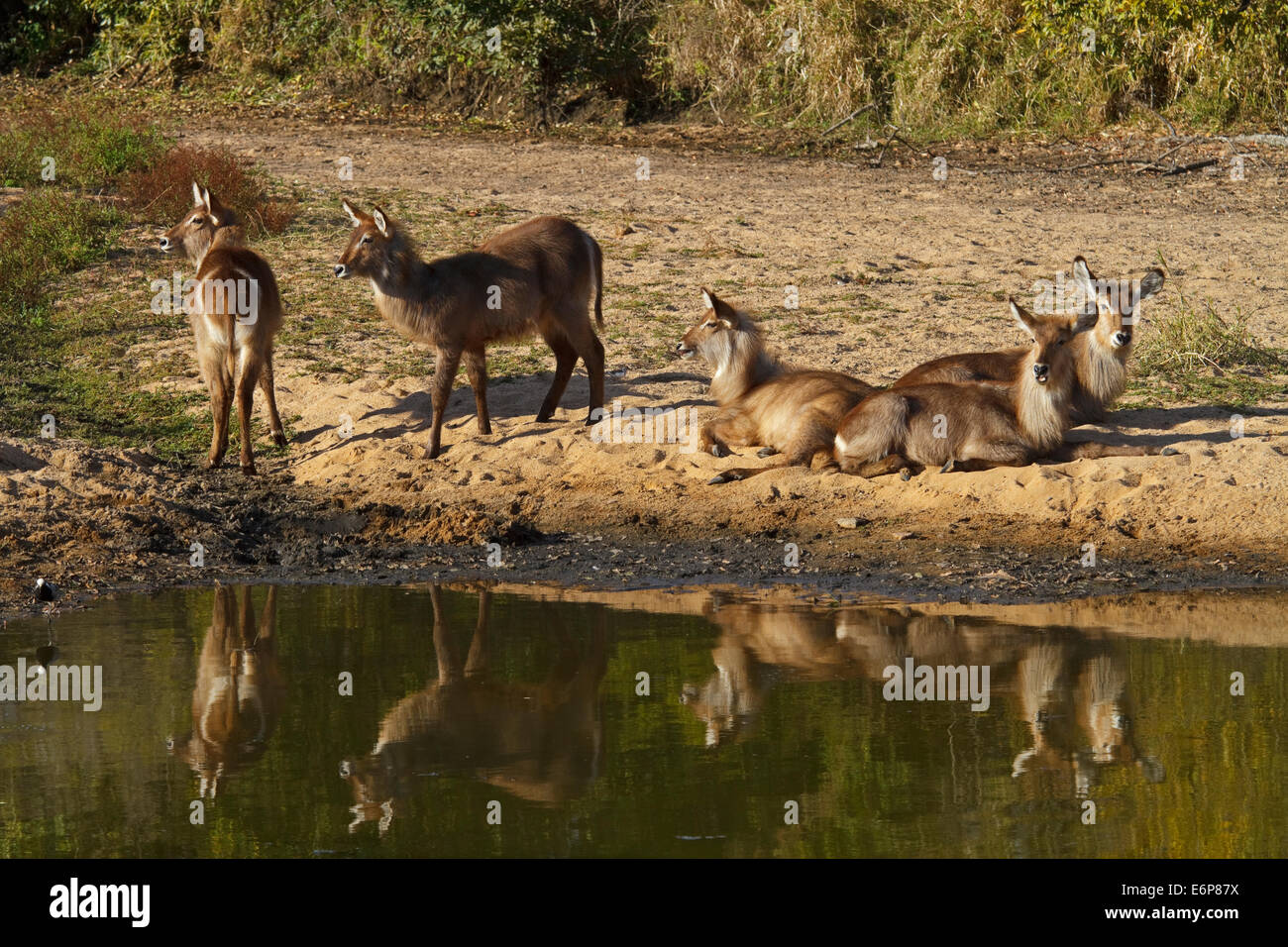 A flock of Ellipsen Waterbuck (Kobus ellipsiprymnus ssp. ellipsiprymnus ...