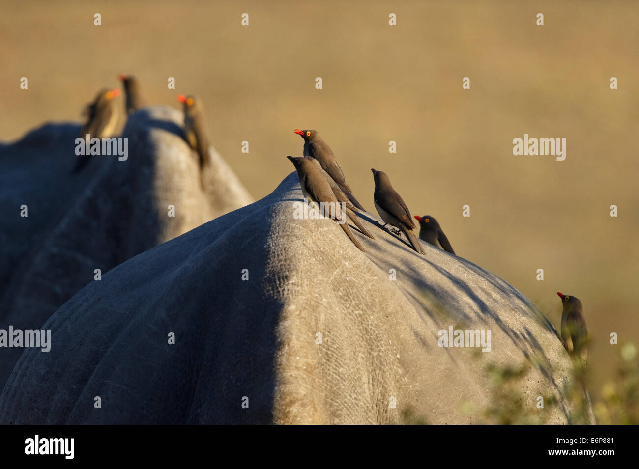 White Rhinoceros (Ceratotherium simum) with Red-billed Oxpecker ...