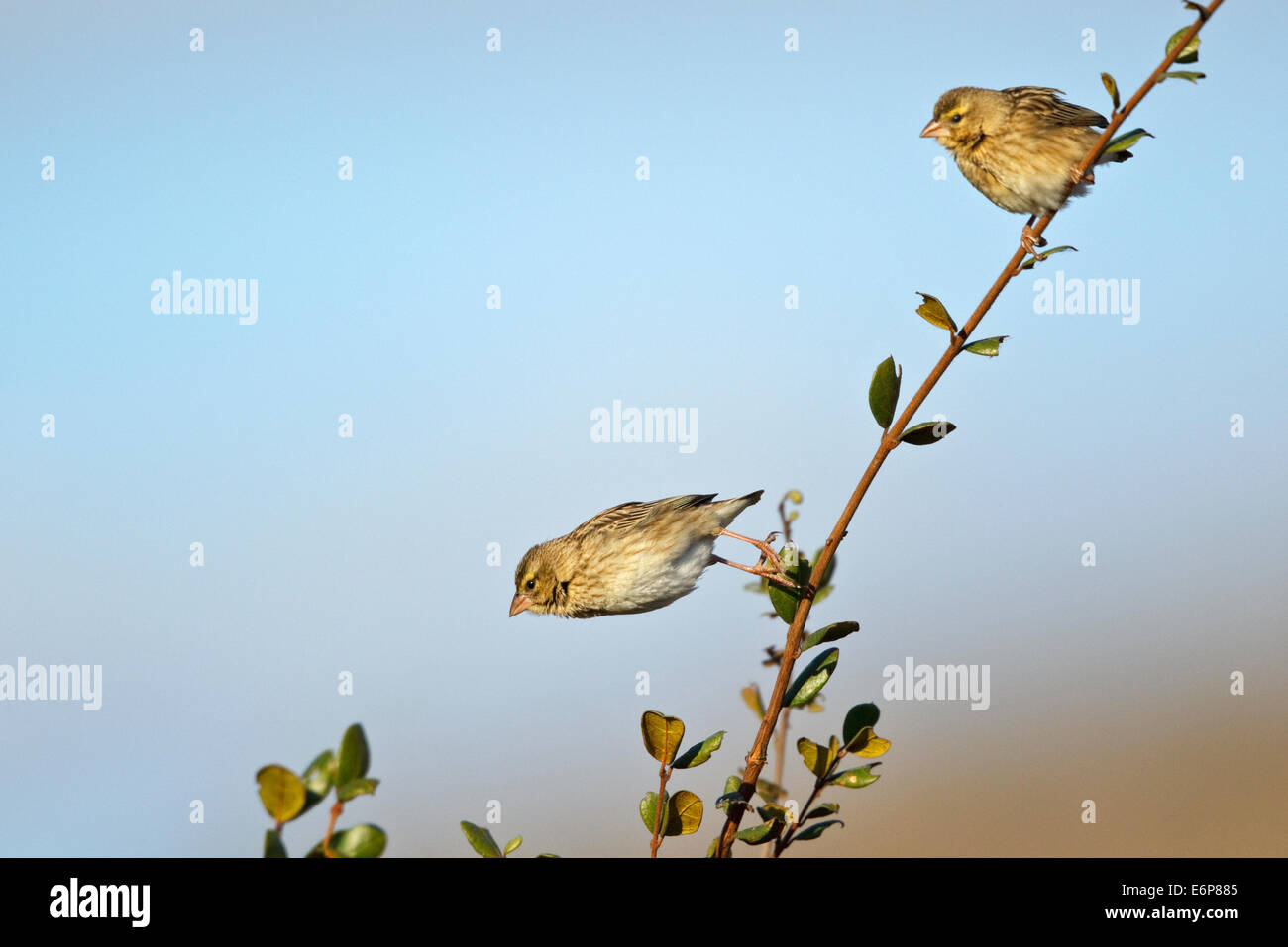 Southern Red Bishop (Euplectes orix) female, Weavers (Ploceidae Stock ...
