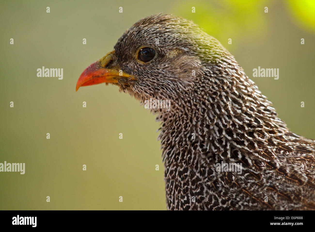 Natal Spurfowl (Pternistis natalensis), Phasianidae Stock Photo - Alamy