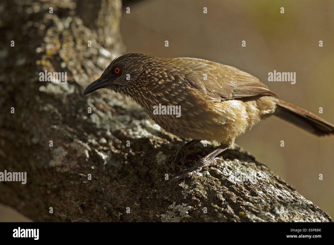 Arrow-marked Babbler (Turdoides jardineii), Timaliidae Stock Photo - Alamy
