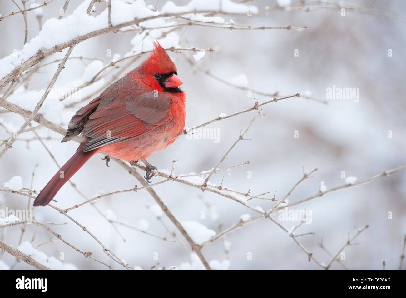 Male northern cardinal in winter setting Stock Photo - Alamy