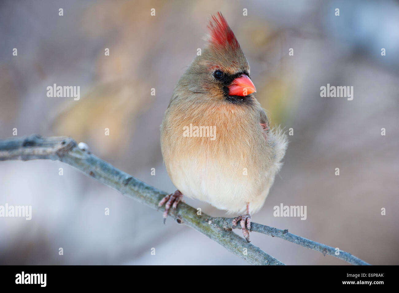 Female northern cardinal portrait Stock Photo - Alamy