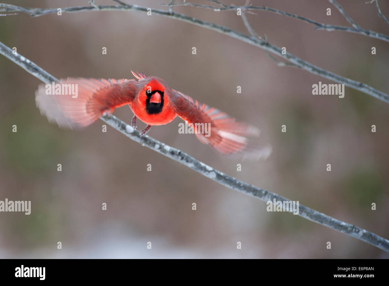Male northern cardinal in flight Stock Photo - Alamy