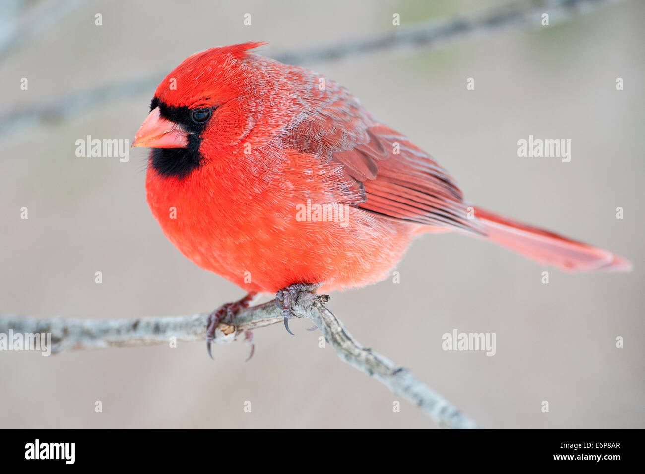 Portrait of northern cardinal hi-res stock photography and images - Alamy