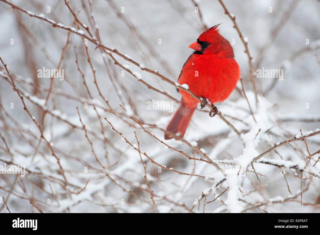 Male northern cardinal in winter setting Stock Photo - Alamy