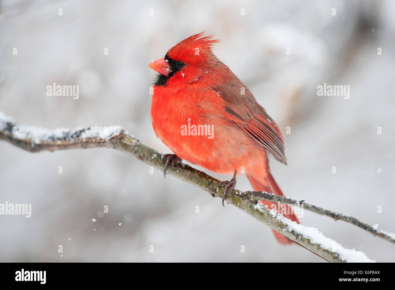 Male cardinal in winter setting Stock Photo - Alamy