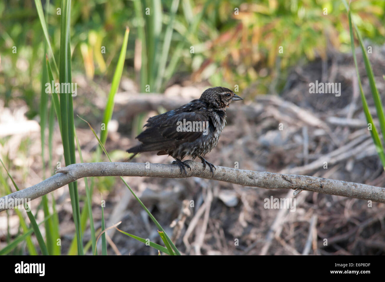 USA, Kansas. Bird on branch Stock Photo - Alamy