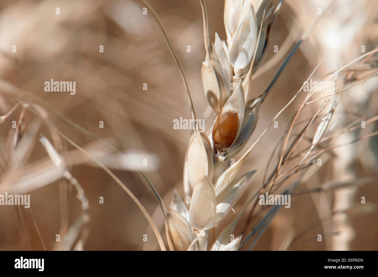 Wheat kernel hi-res stock photography and images - Alamy