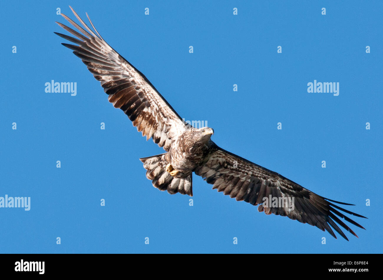 USA, Kansas. Juvenile Bald Eagle (Haliaeetus leucocephalus Stock Photo ...