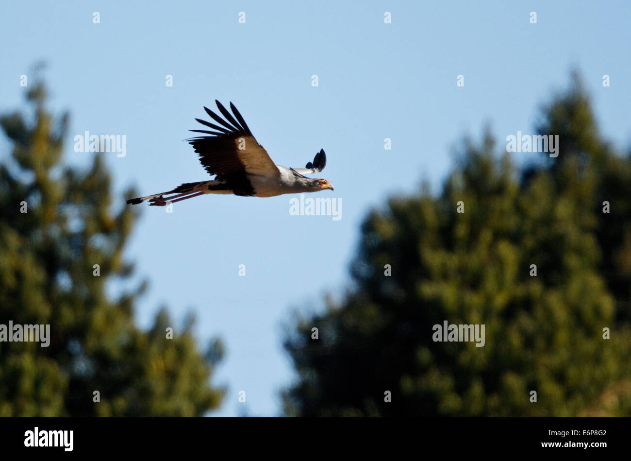 Secretarybird Sagittarius serpentarius, flying, Sagittariidae Stock ...