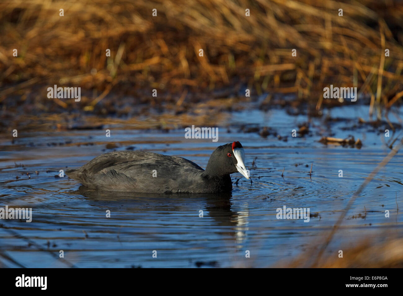 Red-knobbed Coot (Fulica cristata). Rallidae Stock Photo - Alamy