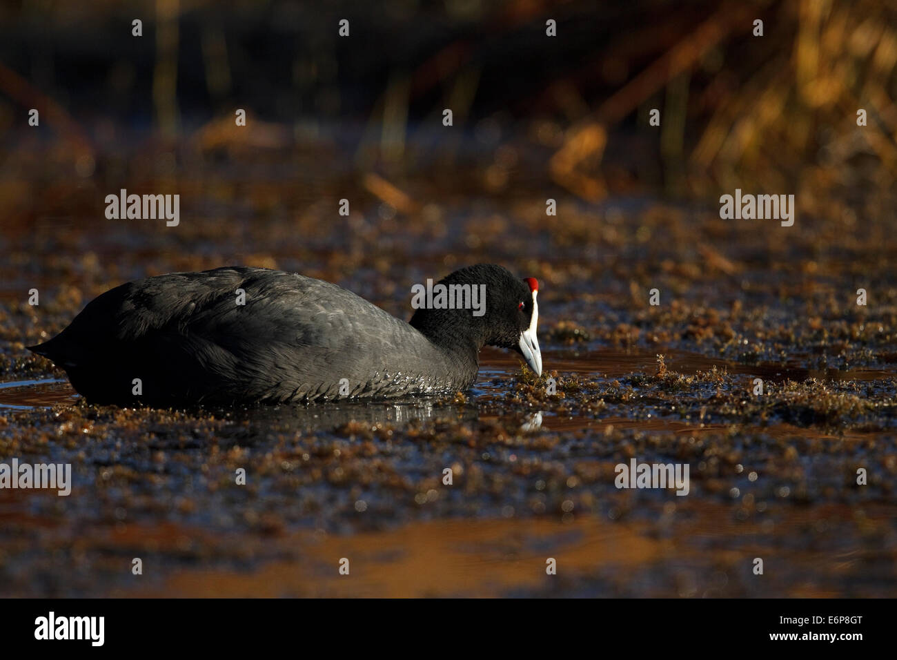 Red-knobbed Coot (Fulica cristata). Rallidae Stock Photo - Alamy