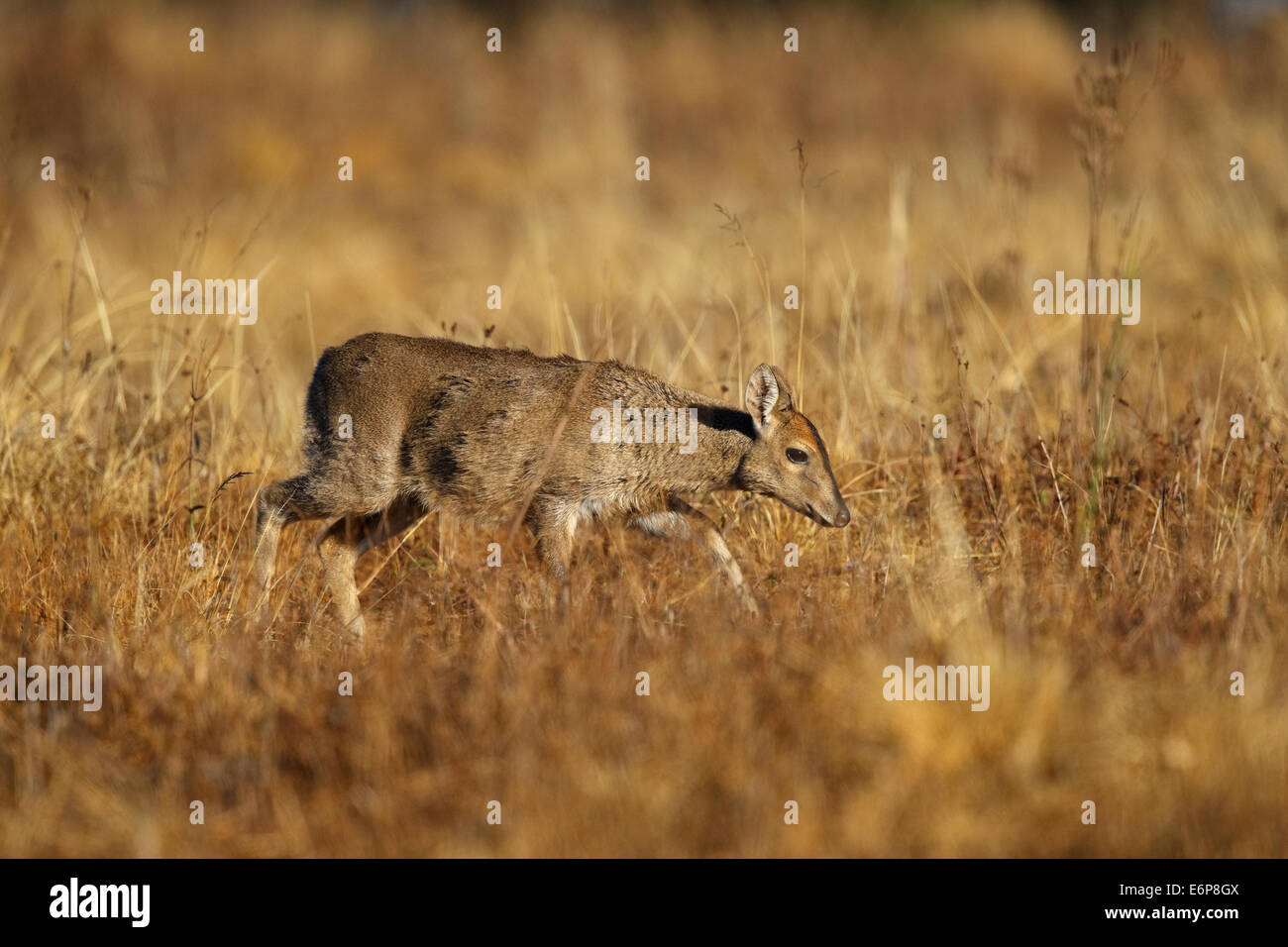 Common duiker (Sylvicapra grimmia), Bush duiker Stock Photo - Alamy