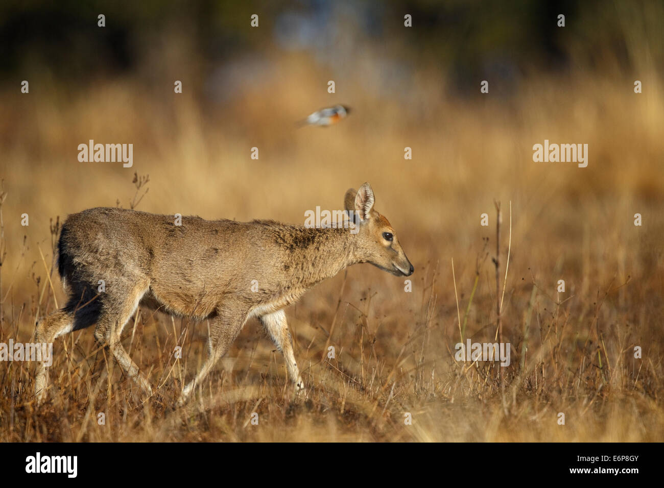 Common duiker (Sylvicapra grimmia), Bush duiker Stock Photo - Alamy