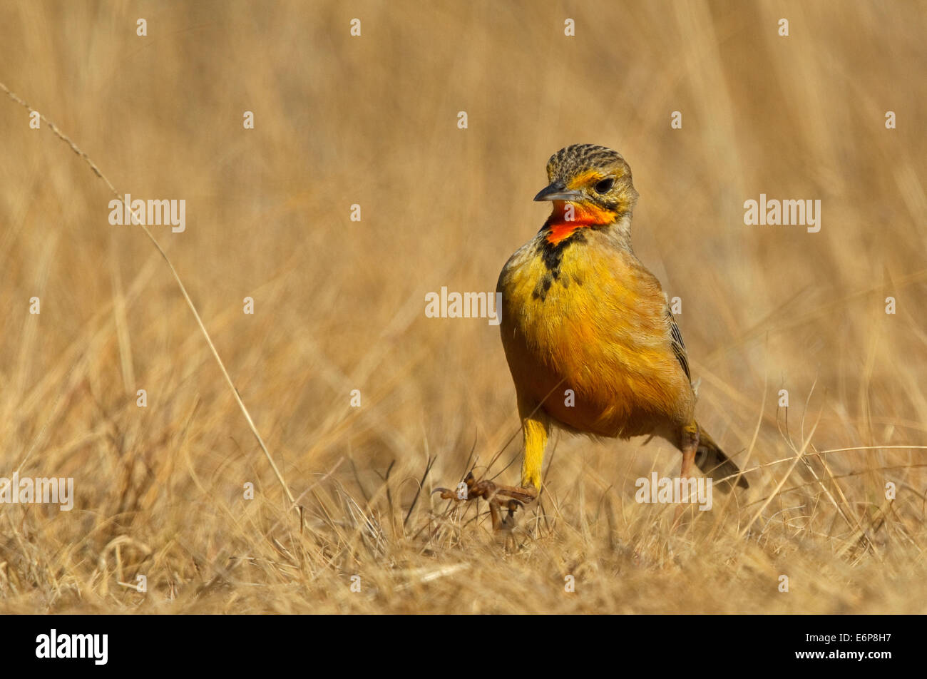 Macronyx capensis hi-res stock photography and images - Alamy