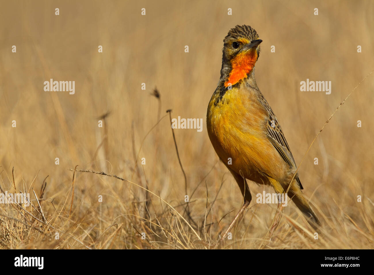 Cape Longclaw (Macronyx capensis), Motacillidae Stock Photo - Alamy