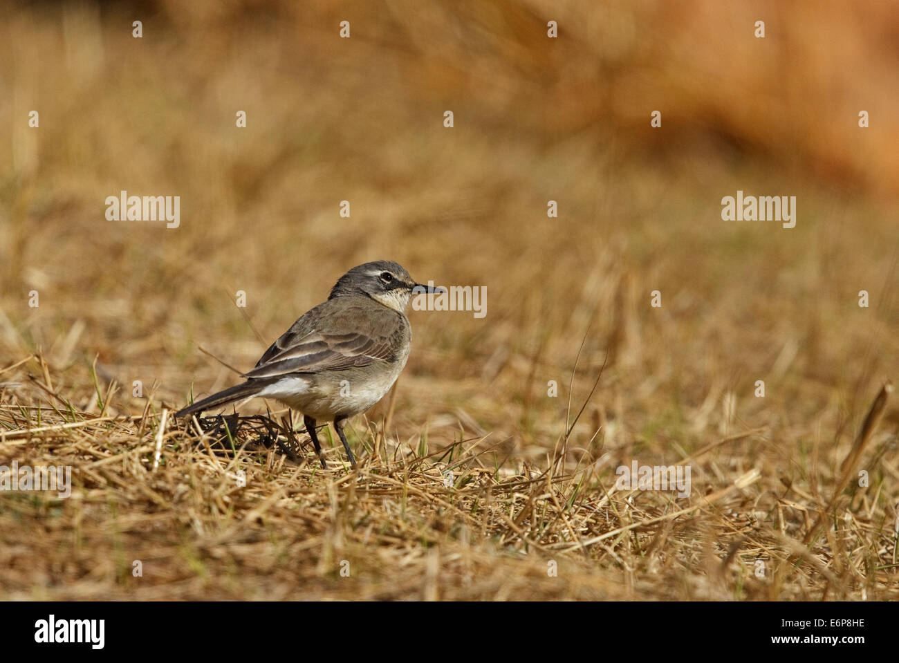 Cape Wagtail (Motacilla capensis), Motacillidae Stock Photo - Alamy