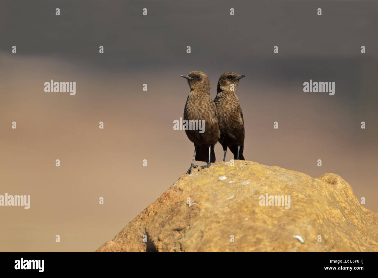 Southern Anteater-Chat, Ant-eating Chat (Myrmecocichla formicivora ...