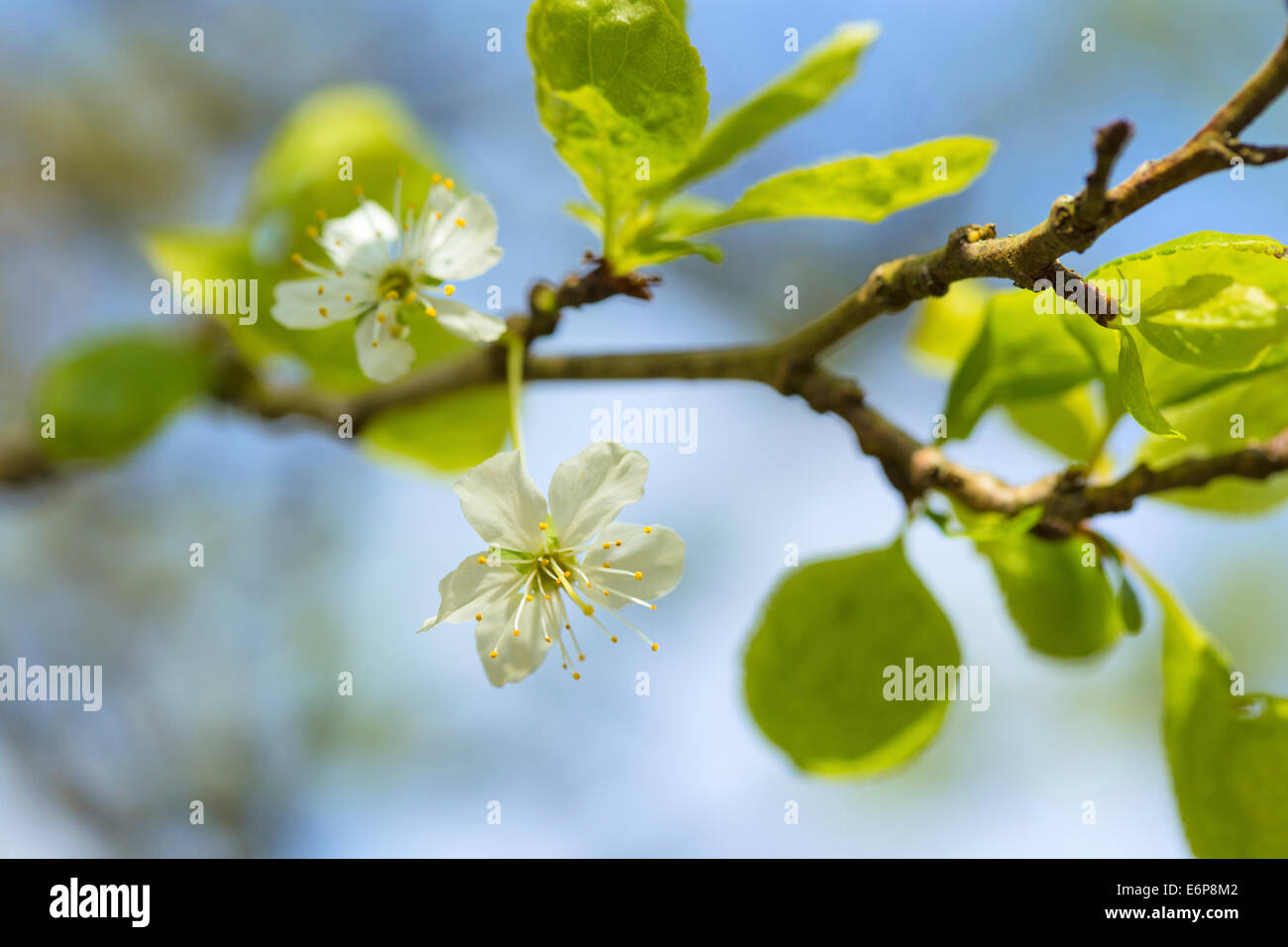 Flowering plum tree hi-res stock photography and images - Alamy